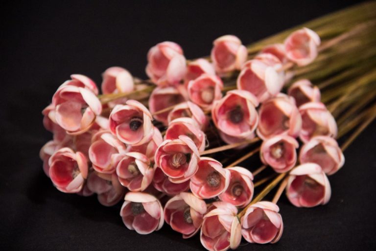 Flor de Concha | Rosinha (Dúzia) – Artesanato Cristina